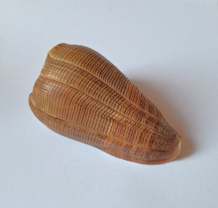 Conus loroisii - GIANT and FREAK :: SHELLS FOR YOU.CZ